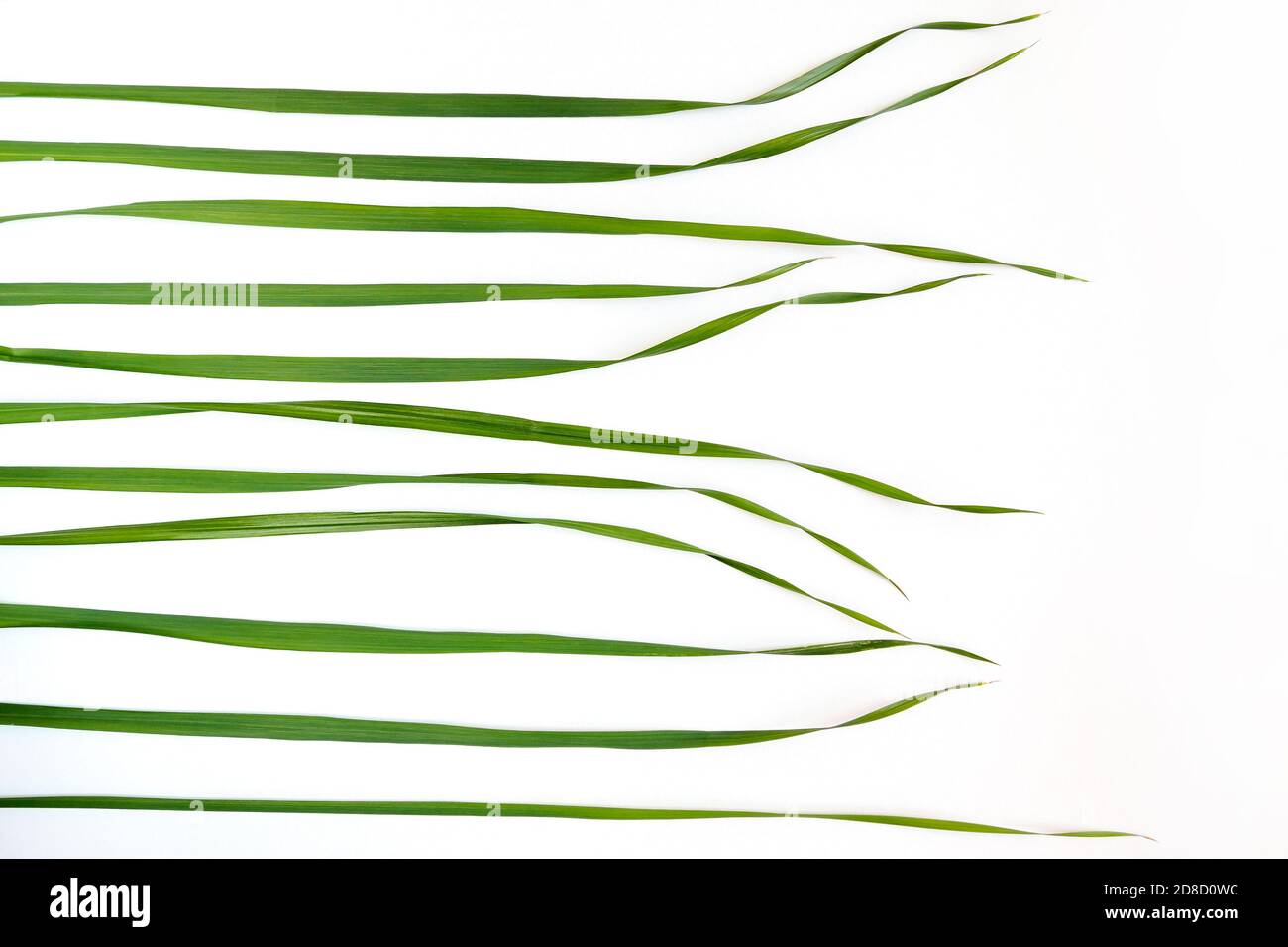 top view of green oat grass leaves on white background Stock Photo - Alamy