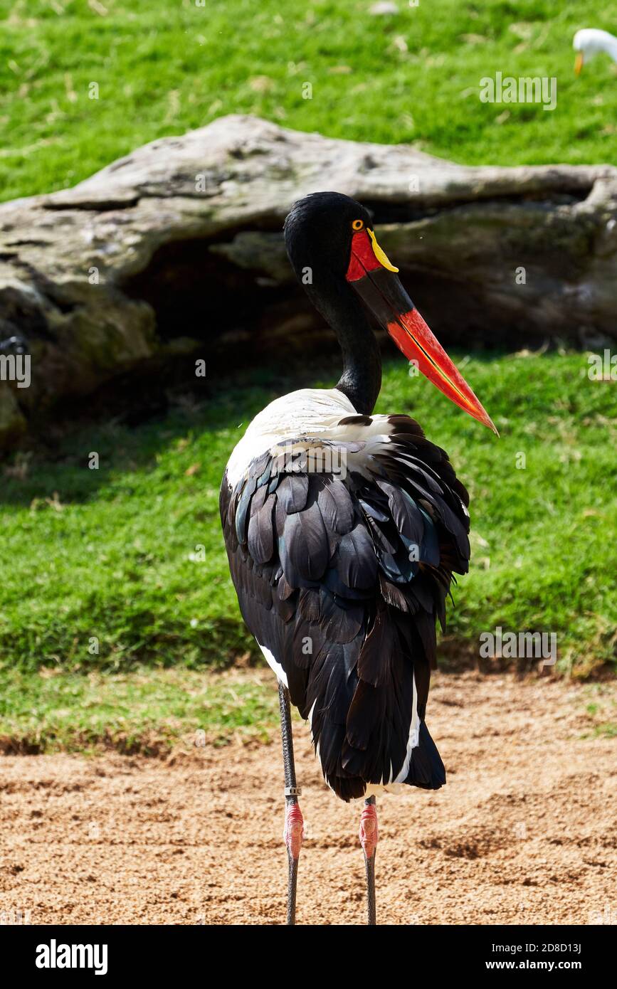 Beautiful saddle-billed stork portrait with its incredible beak in a ...