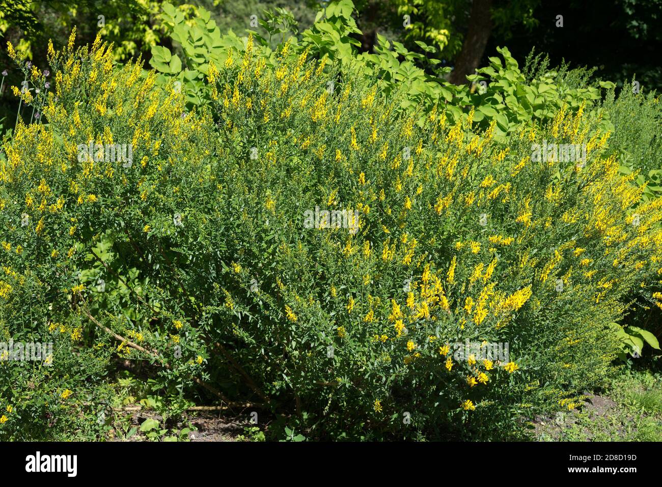 Shrubs of yellow flowers Genista tinctoria in the garden Stock Photo ...