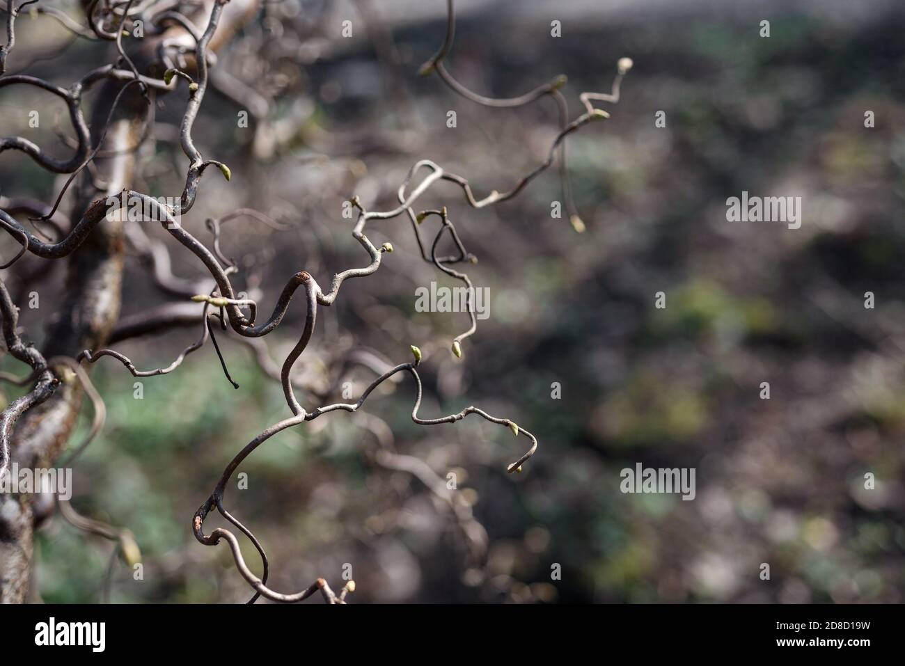 Corylus avellana contorta tree hi-res stock photography and images - Alamy