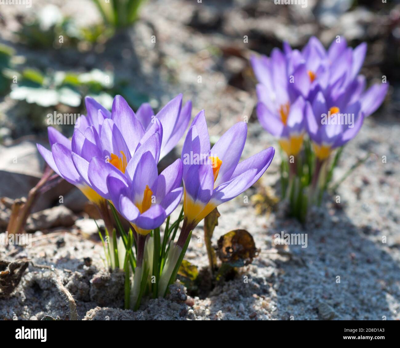 Fresh crocus flower in hi-res stock photography and images - Alamy