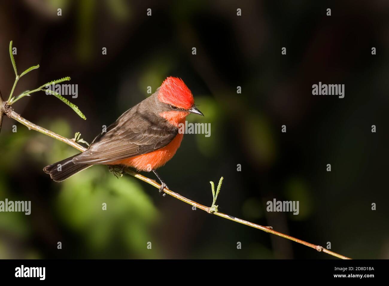 A Vermilion Flycatcher, Pyrocephalus obscurus, perched on branch Stock ...