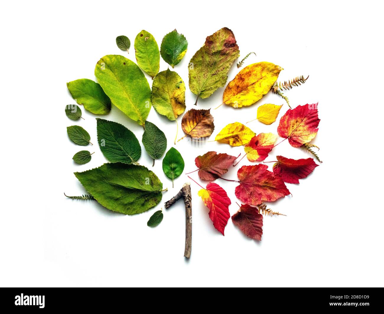 Process of leaves during autumn, from green to yellow to red to brown ...