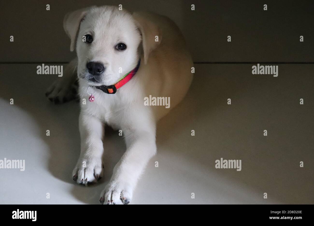 Cute, white, Labrador puppy in happy mood, facing the camera/India ...