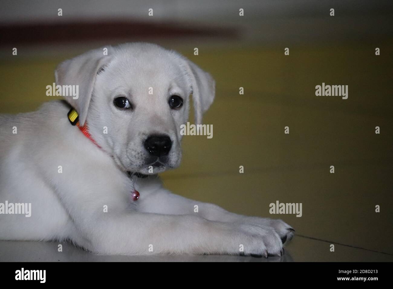 Cute, white, Labrador puppy in happy mood, facing the camera/India ...