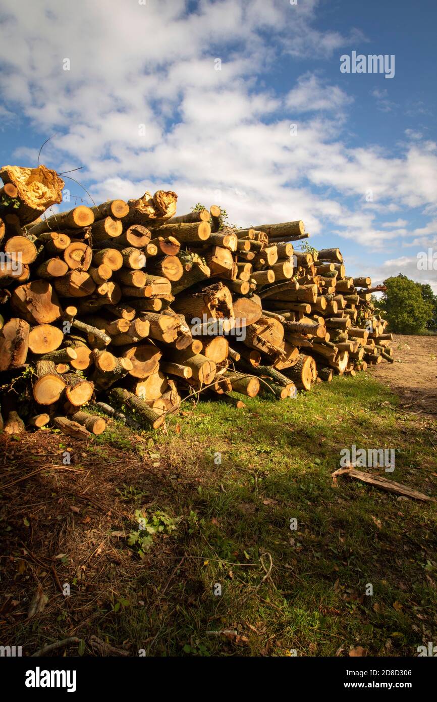 Log-pile in the Kent landscape as a result of forest management Stock ...
