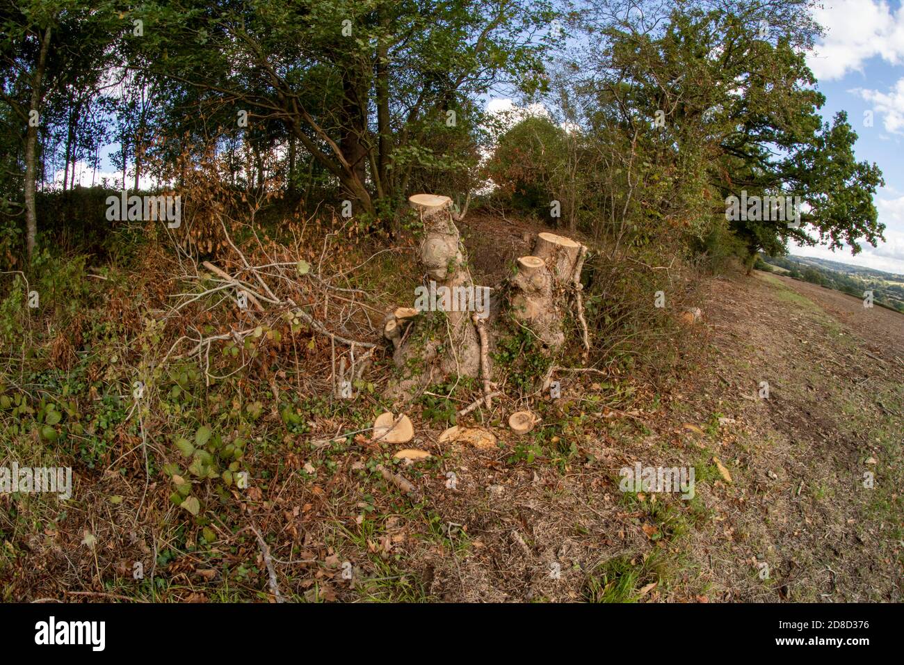 Panoramic landscape with woodland copse and summer blue sky Stock Photo ...