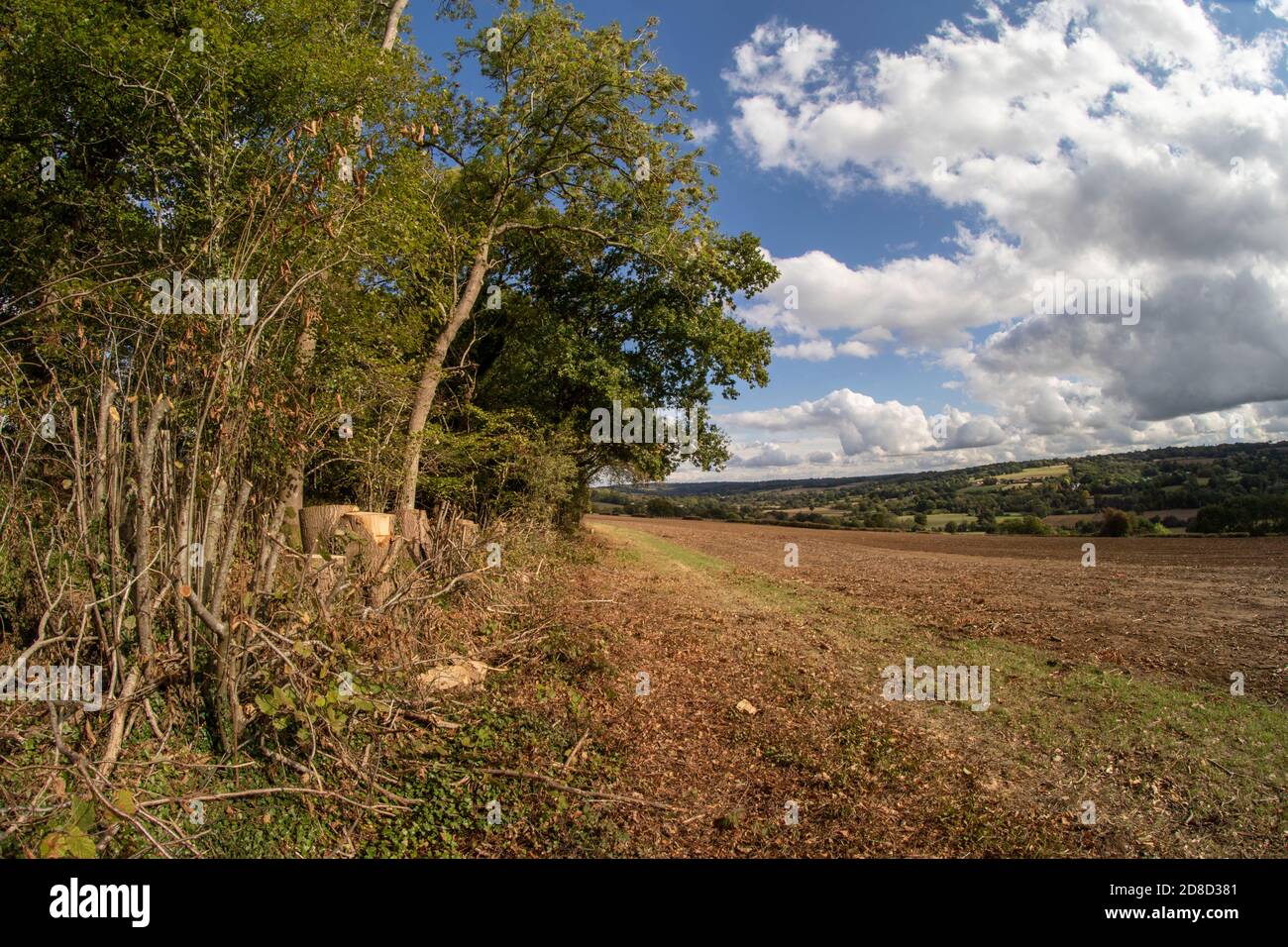 Panoramic landscape with woodland copse and summer blue sky Stock Photo ...