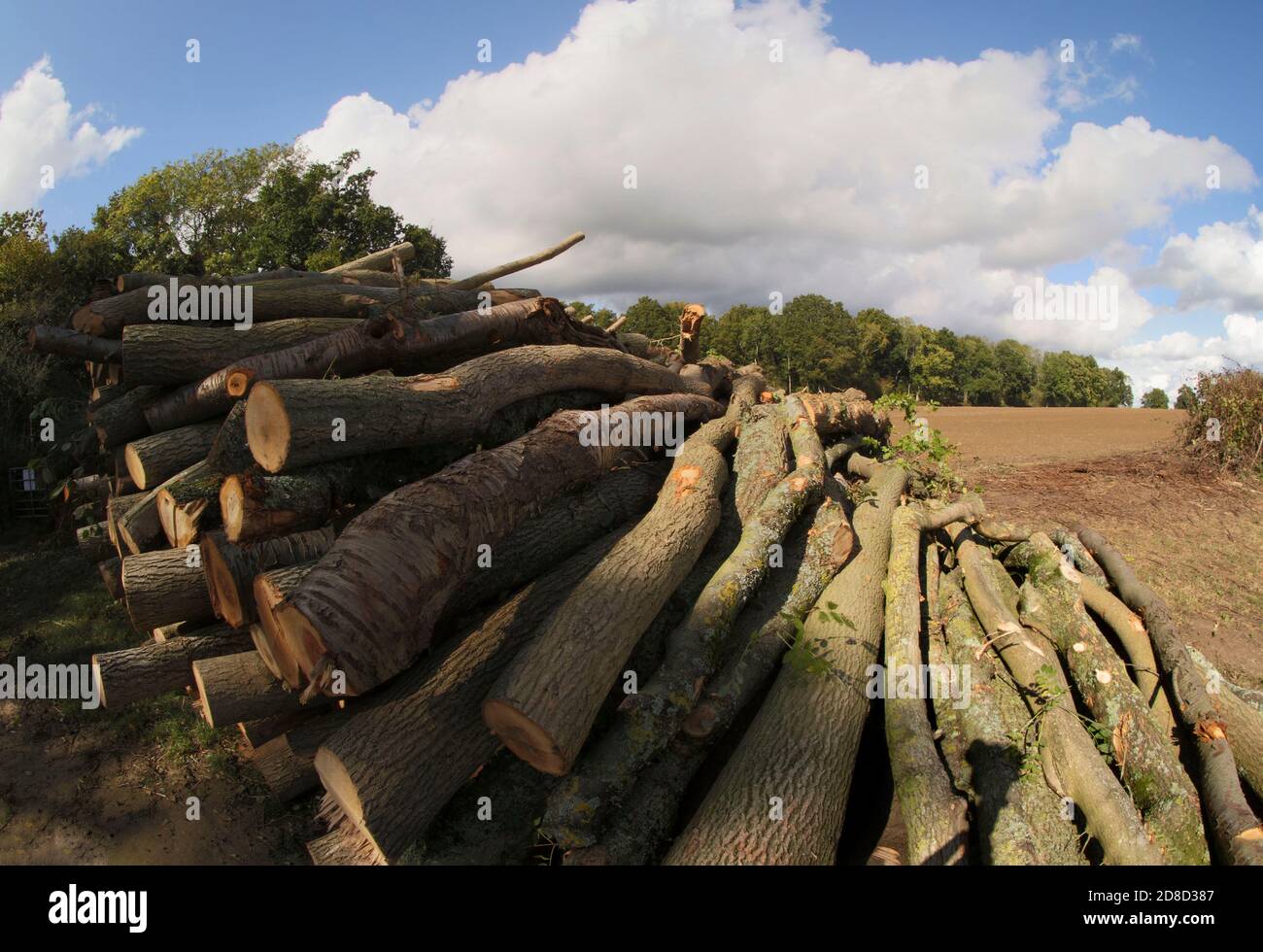 Log-pile in the Kent landscape as a result of forest management Stock ...