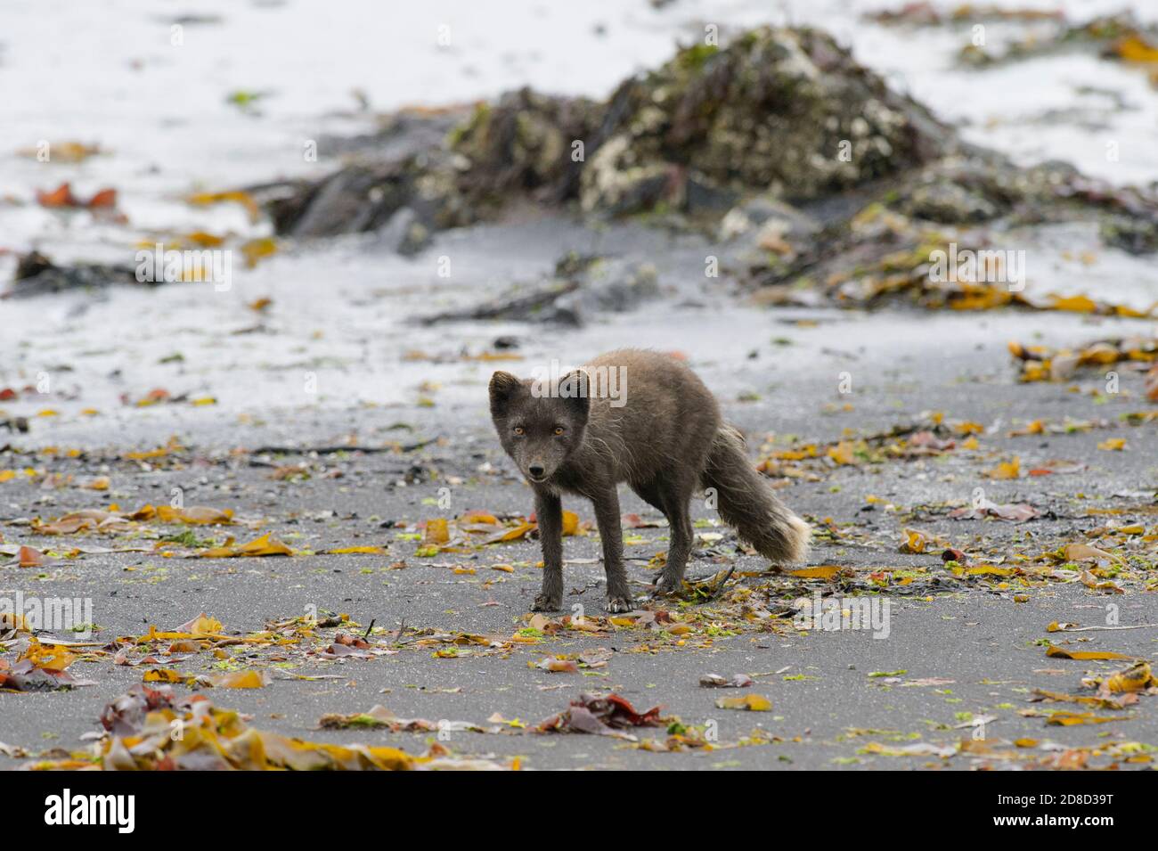Young adult male Arctic fox (Alopex lagopus) scavening on beach ...