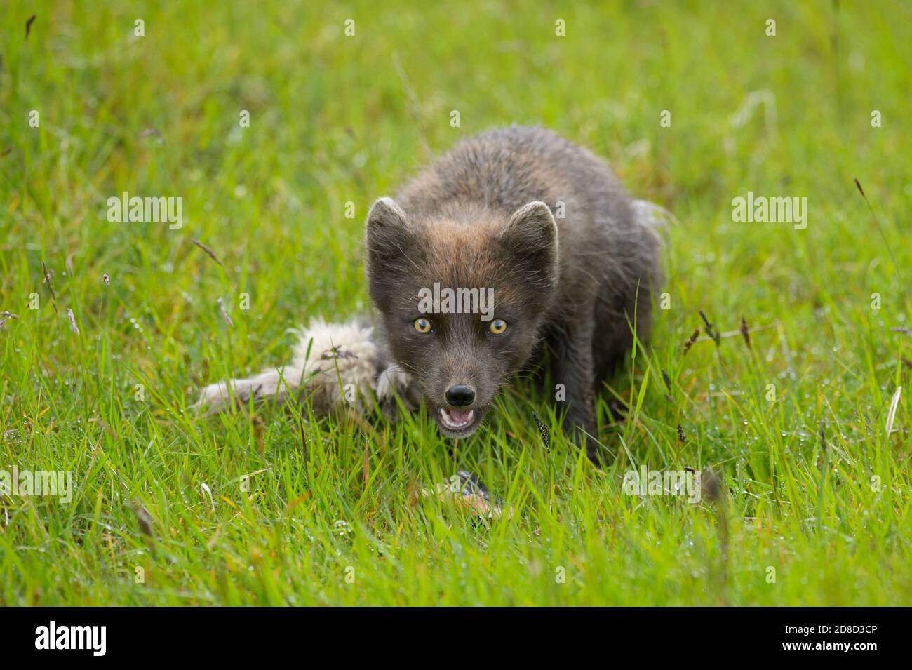 Adult male Arctic fox (Vulpes lagopus) hanging around campsite. Hornvik ...