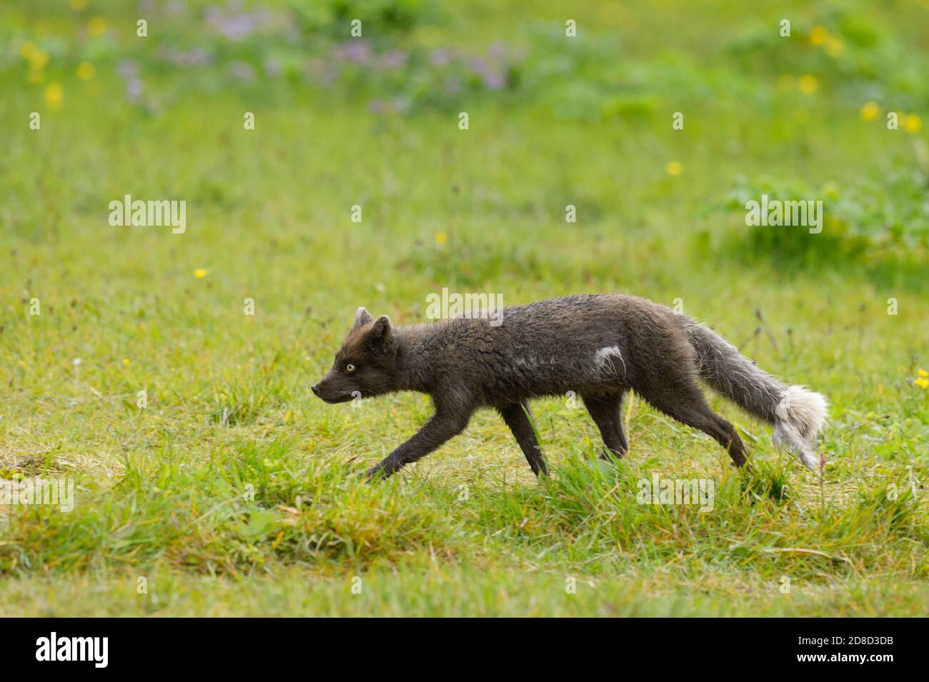 Adult male Arctic fox (Vulpes lagopus) hanging around campsite. Hornvik ...