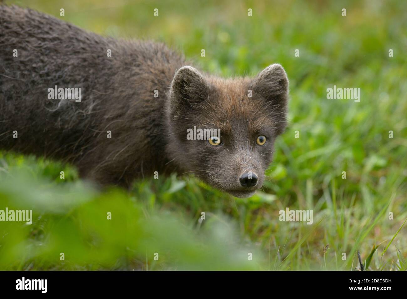 Adult male Arctic fox (Vulpes lagopus) hanging around campsite. Hornvik ...