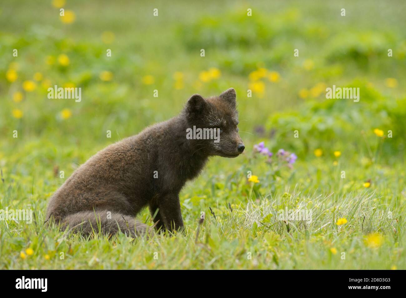 Adult male Arctic fox (Vulpes lagopus) hanging around campsite. Hornvik ...
