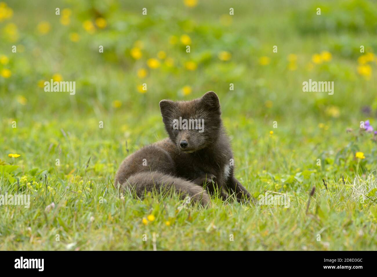 Brown arctic fox hi-res stock photography and images - Alamy