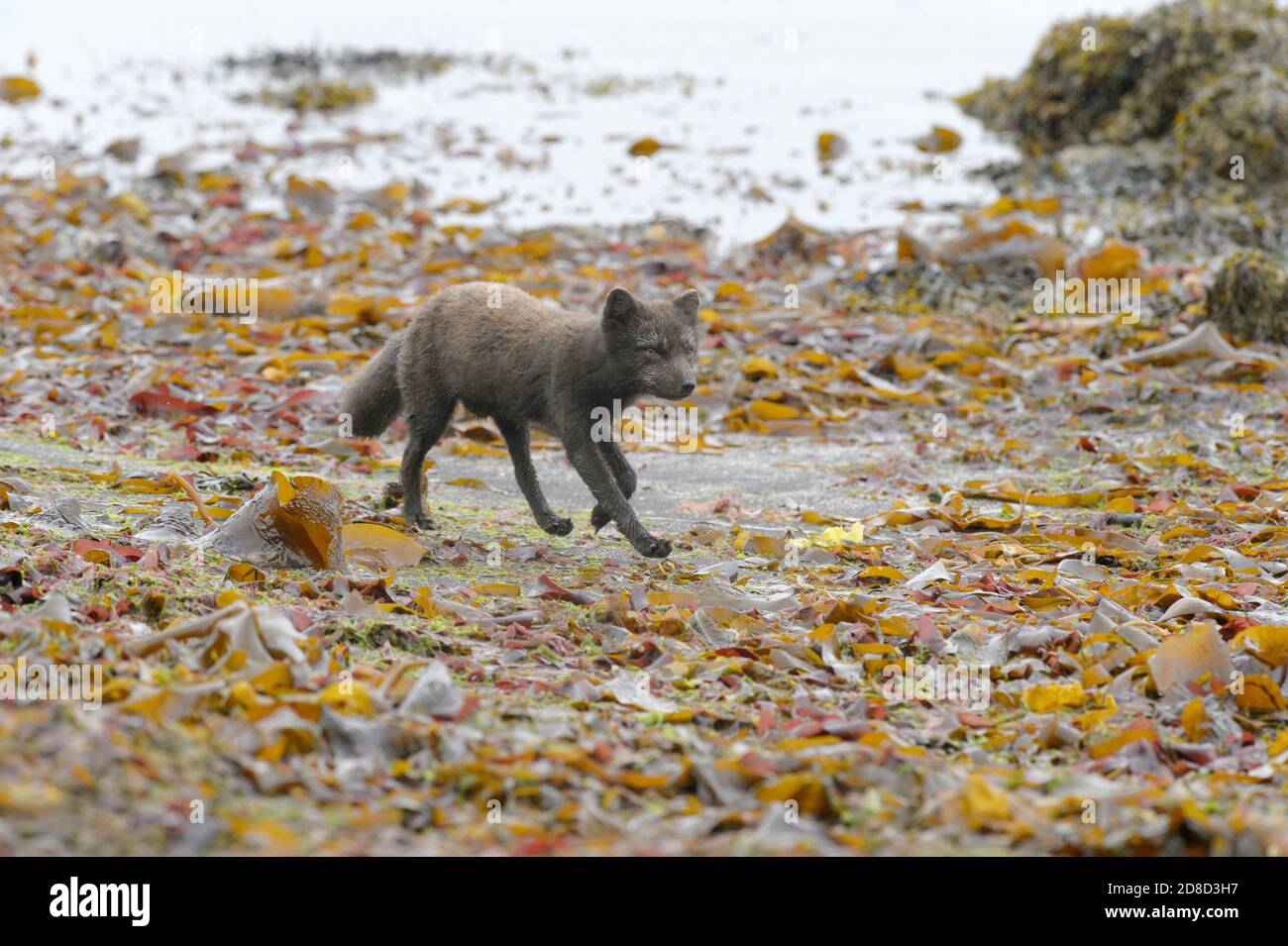 Adult male Arctic fox (Vulpes lagopus). Hornvik, Hornstrandir ...