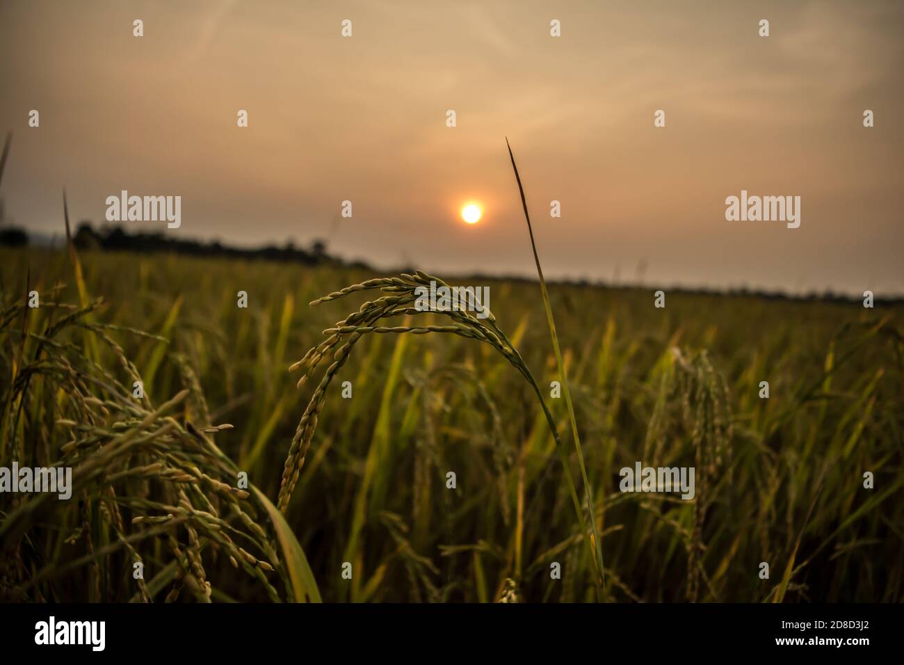 Sunset or Sunrise View at Kaziranga National Park of Assam, India Stock ...