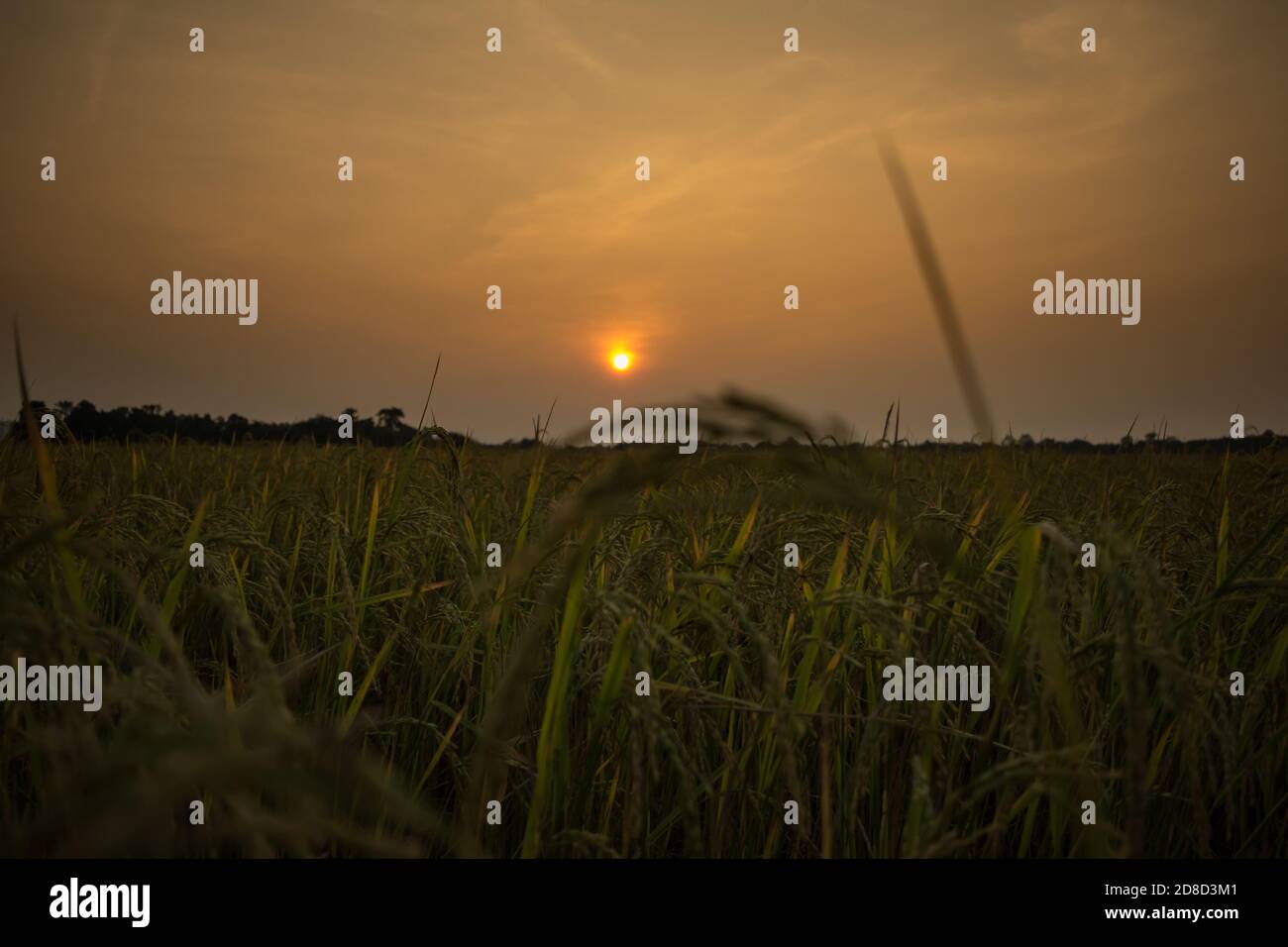Sunset or Sunrise View at Kaziranga National Park of Assam, India Stock ...