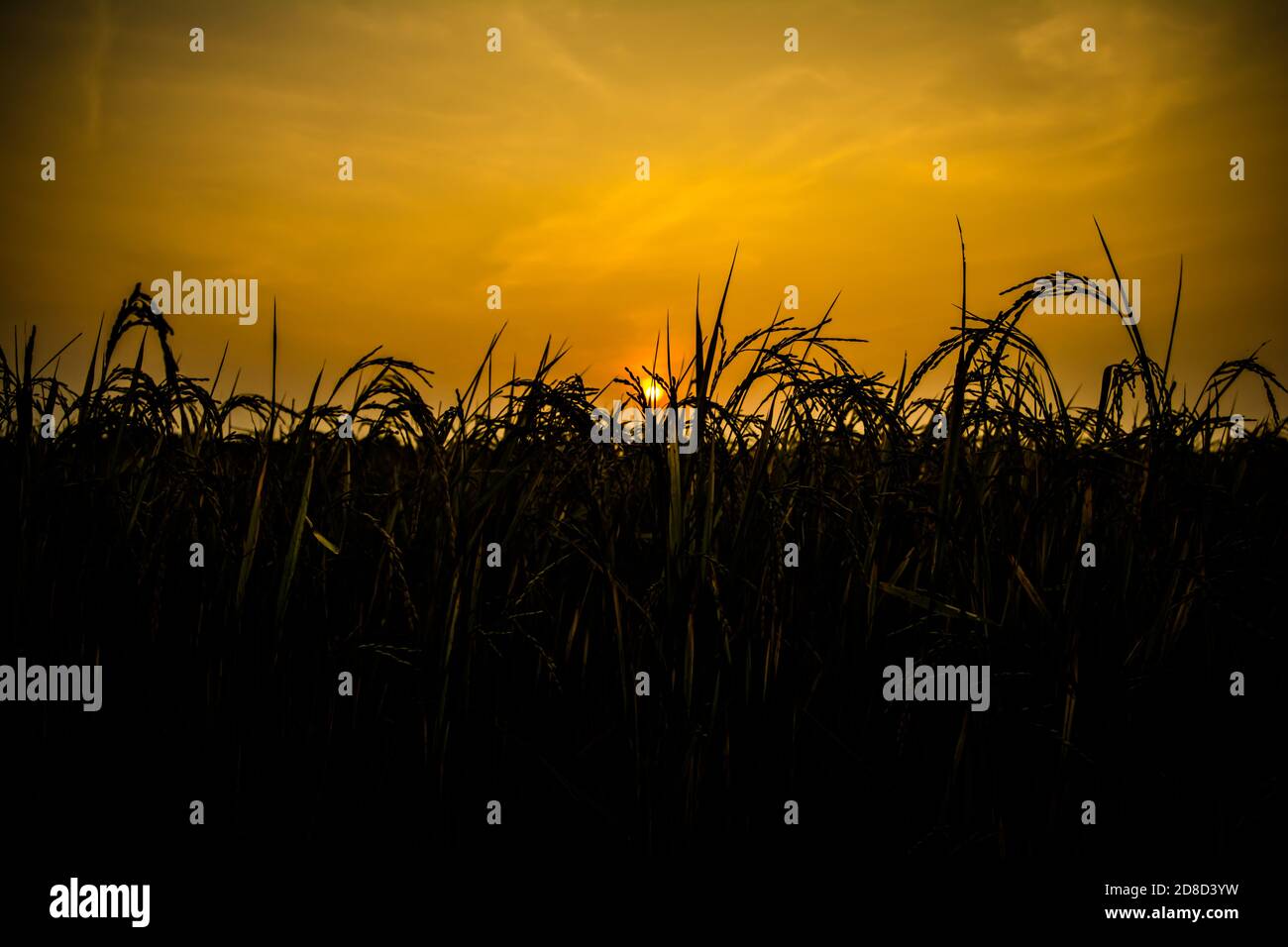 Sunset or Sunrise View at Kaziranga National Park of Assam, India Stock ...