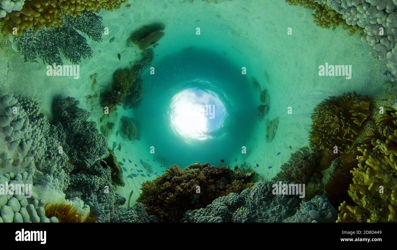 Beautiful underwater landscape with tropical fish and corals ...