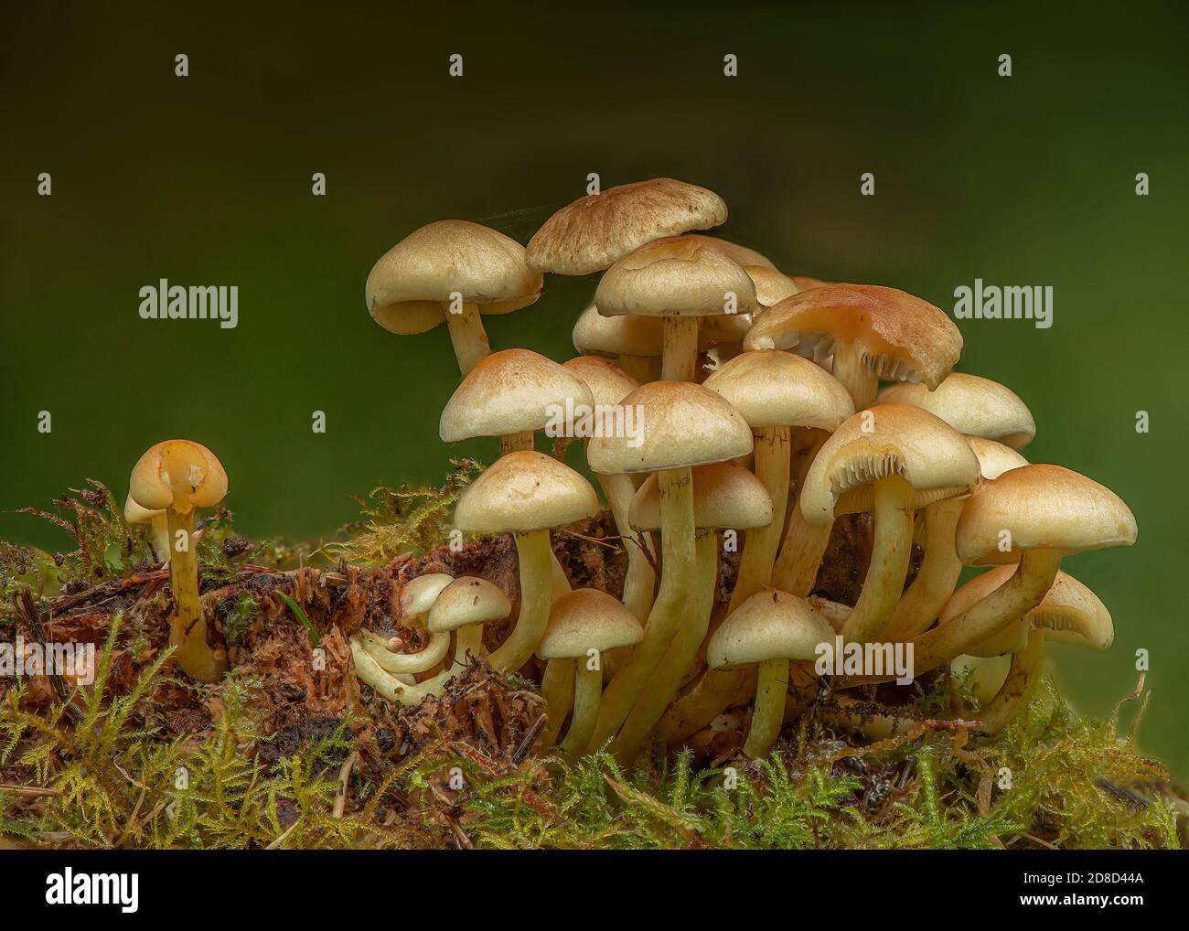 Sulpher tuft (Hypholoma fasciculare), growing on conifer stump in mixed ...