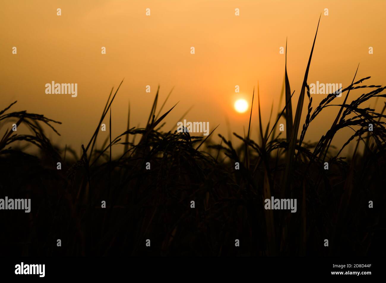 Sunset or Sunrise View at Kaziranga National Park of Assam, India Stock ...