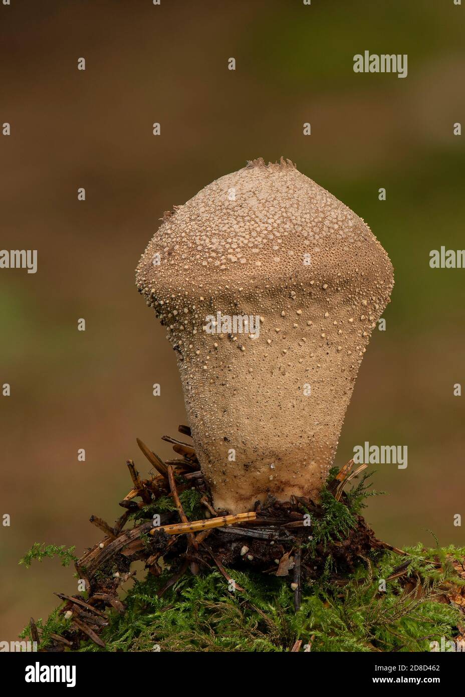 Puffball common (Lycoperdon perlartum), growing on roots of pine trees ...