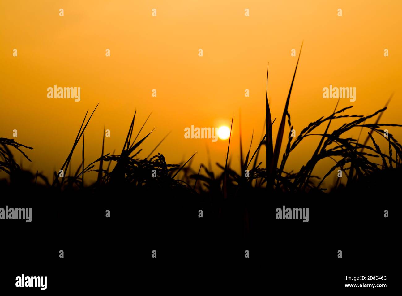 Sunset or Sunrise View at Kaziranga National Park of Assam, India Stock ...