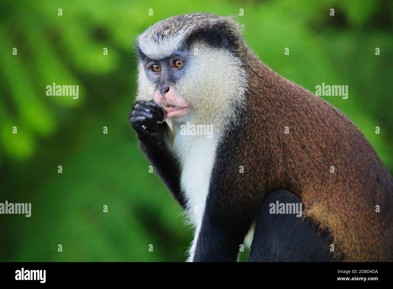 Monkey Island Caribbean High Resolution Stock Photography and Images ...