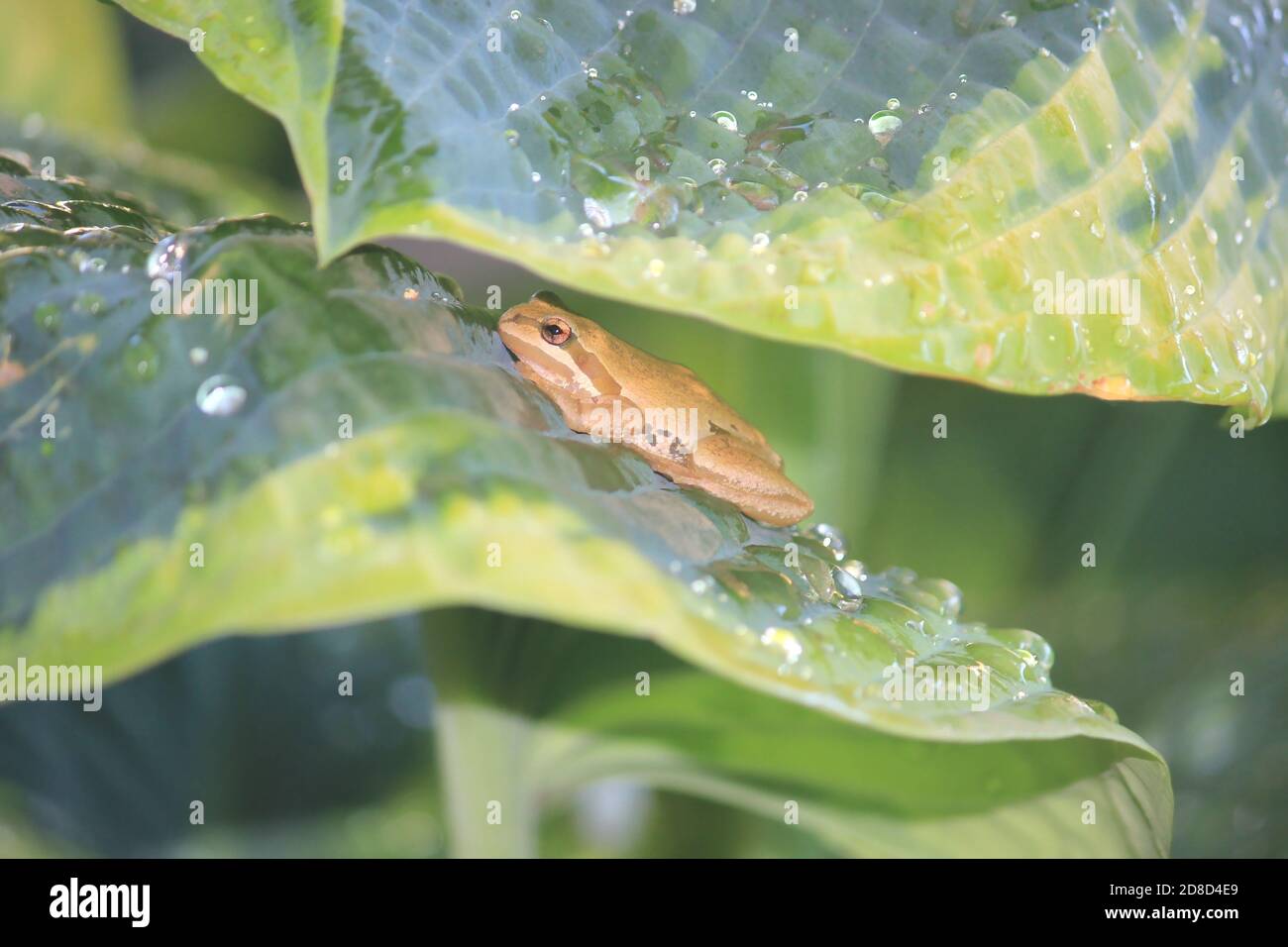 Oregon's Pacific Northwest Tree Frog in between Large Hosta Leafs Stock ...