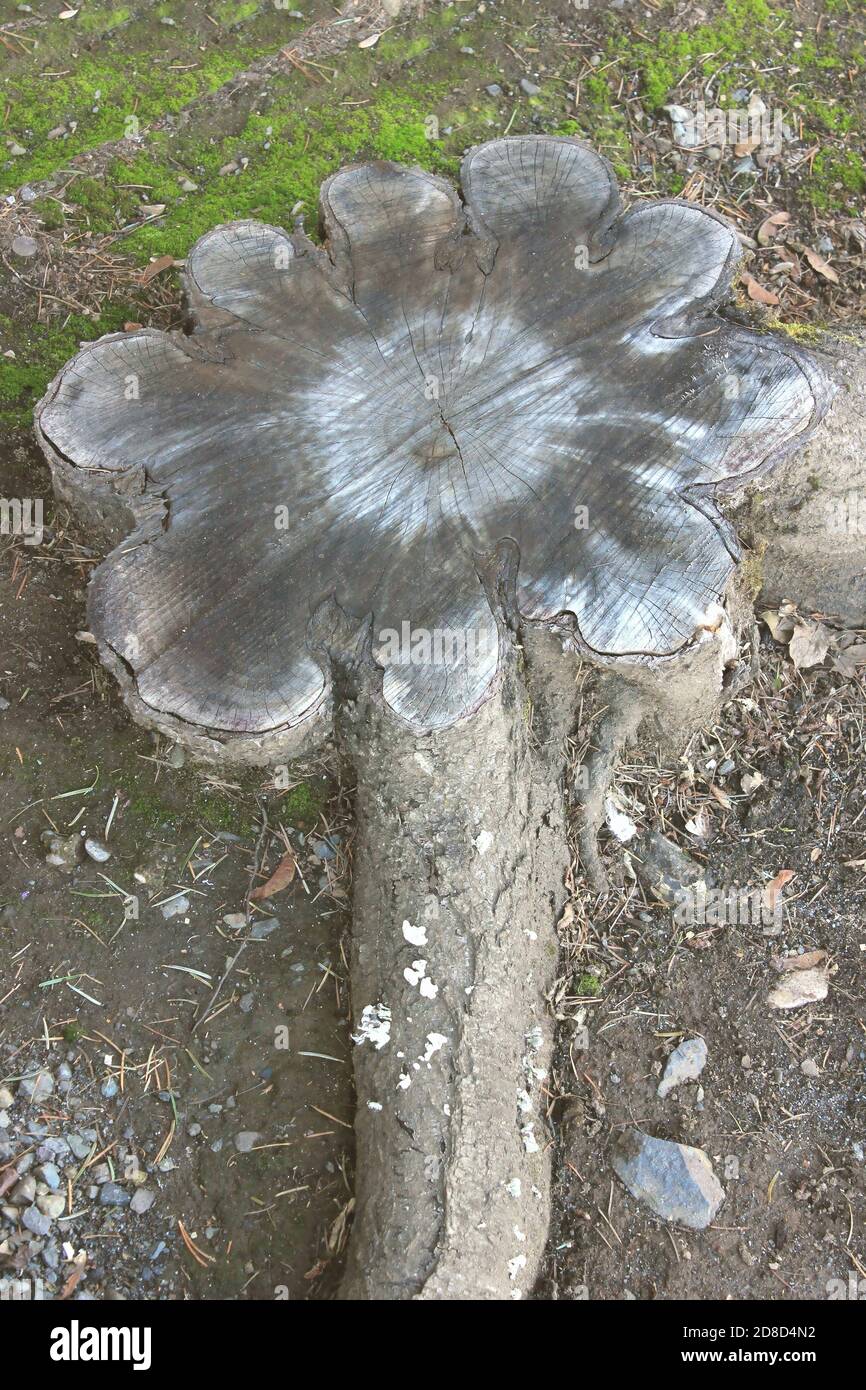 Flower Shaped Tree Stump With Petals & Stem Stock Photo - Alamy