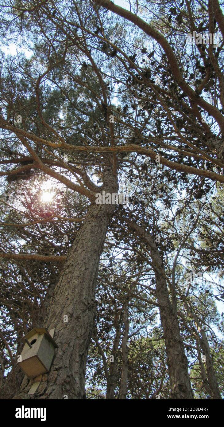 Sun lights coming from the behind of a forest trees Stock Photo - Alamy