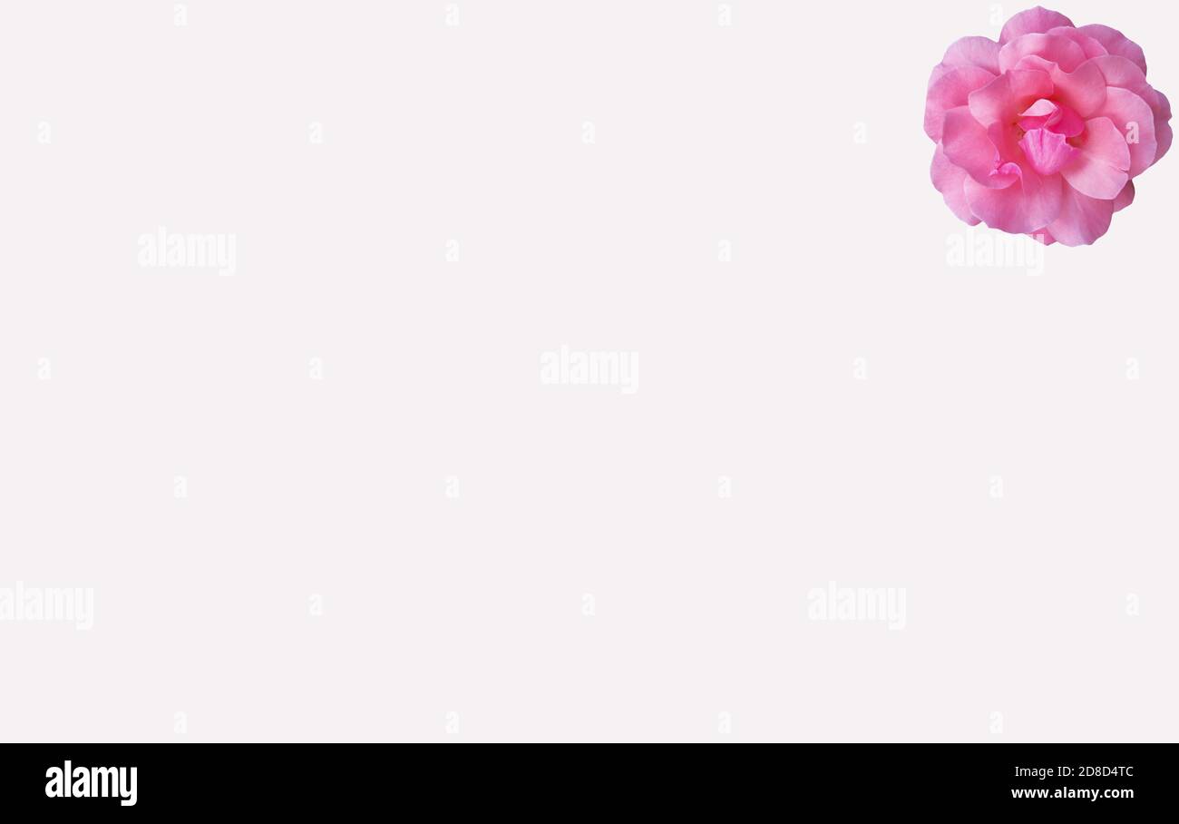 Pink isolated rose flowers on a white clean background Stock Photo - Alamy