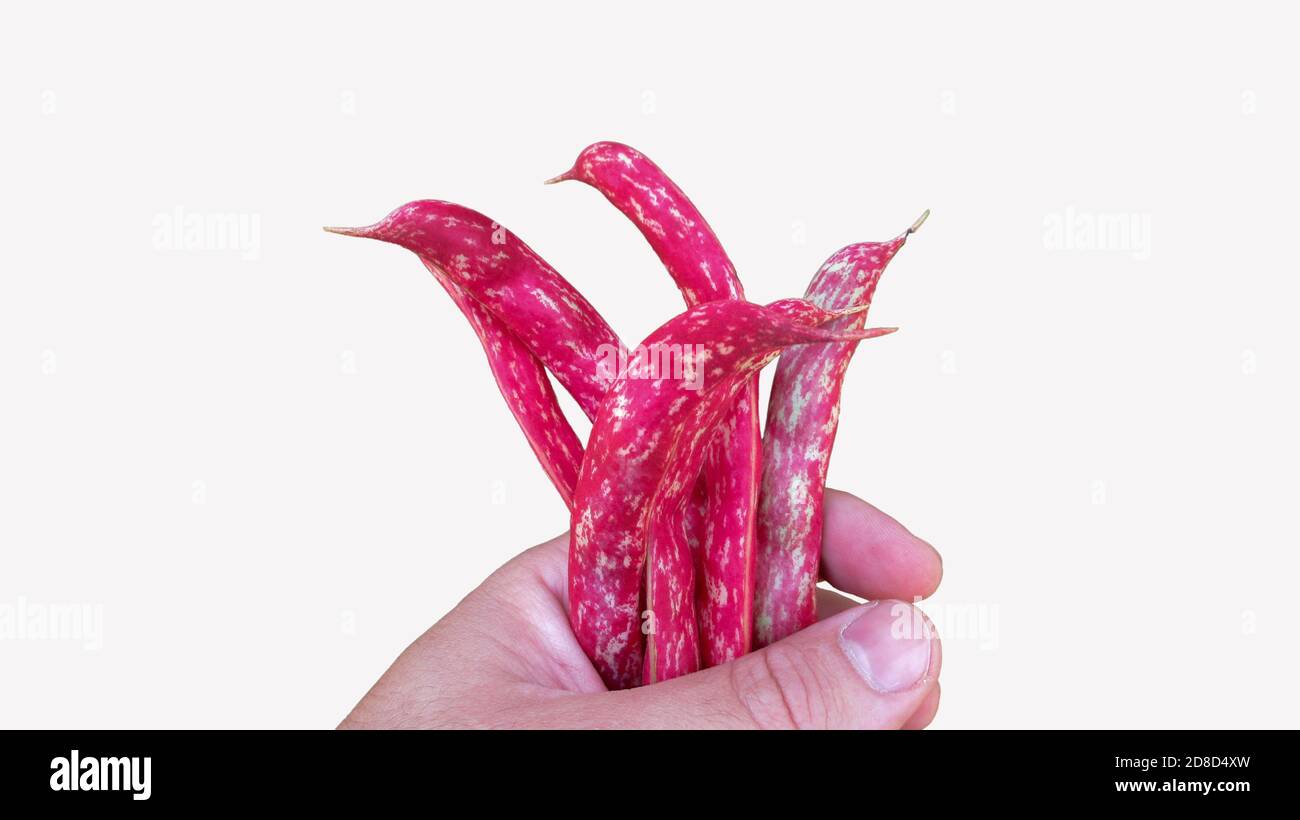 A close up of a male hand holding red beans Stock Photo - Alamy