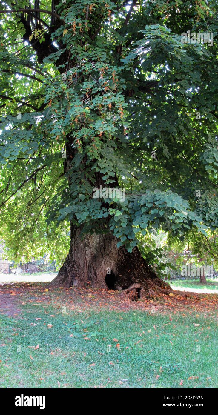 Single beautiful tree in the middle of a wild forest Stock Photo - Alamy
