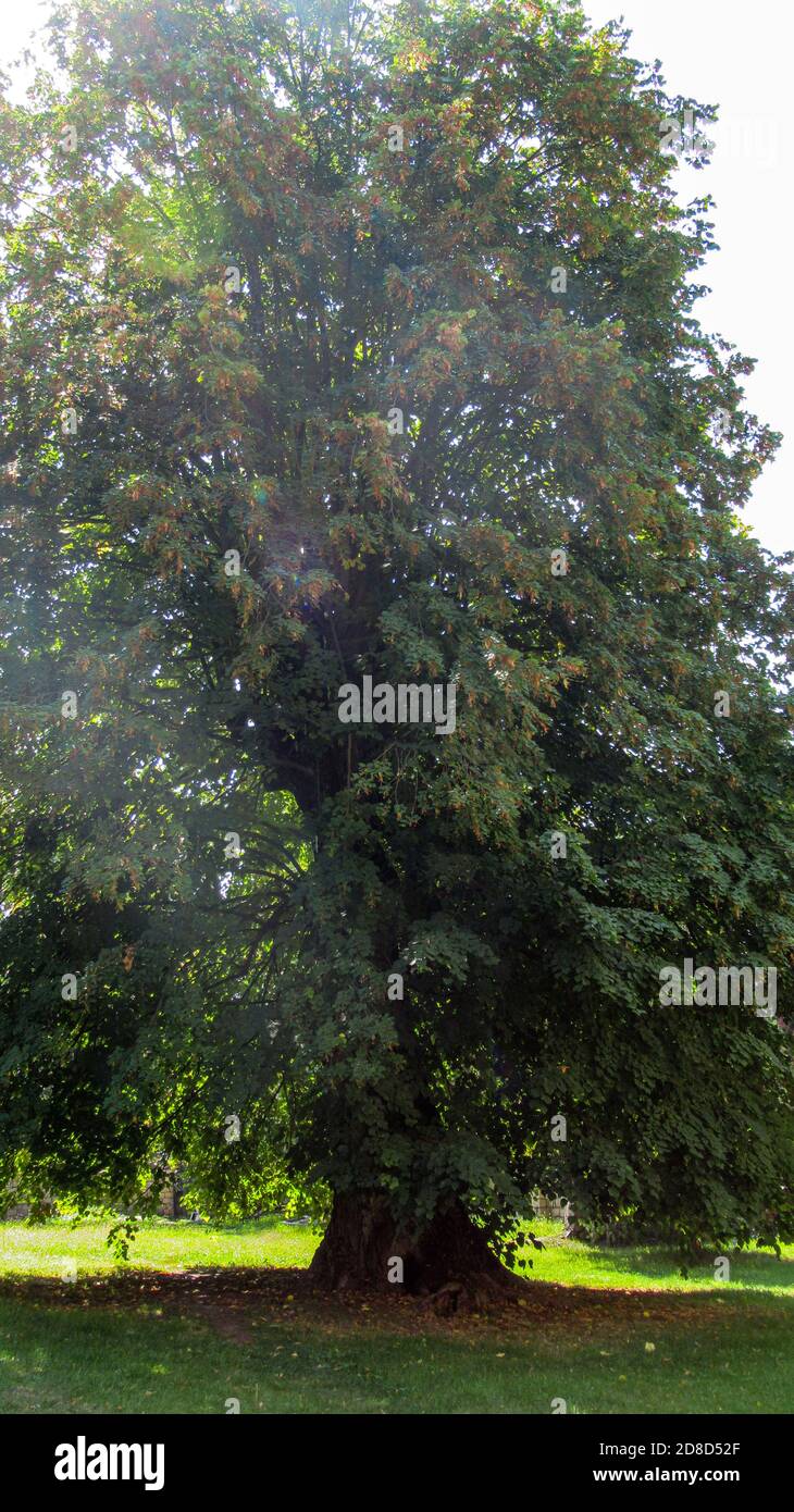Single beautiful tree in the middle of a wild forest Stock Photo - Alamy