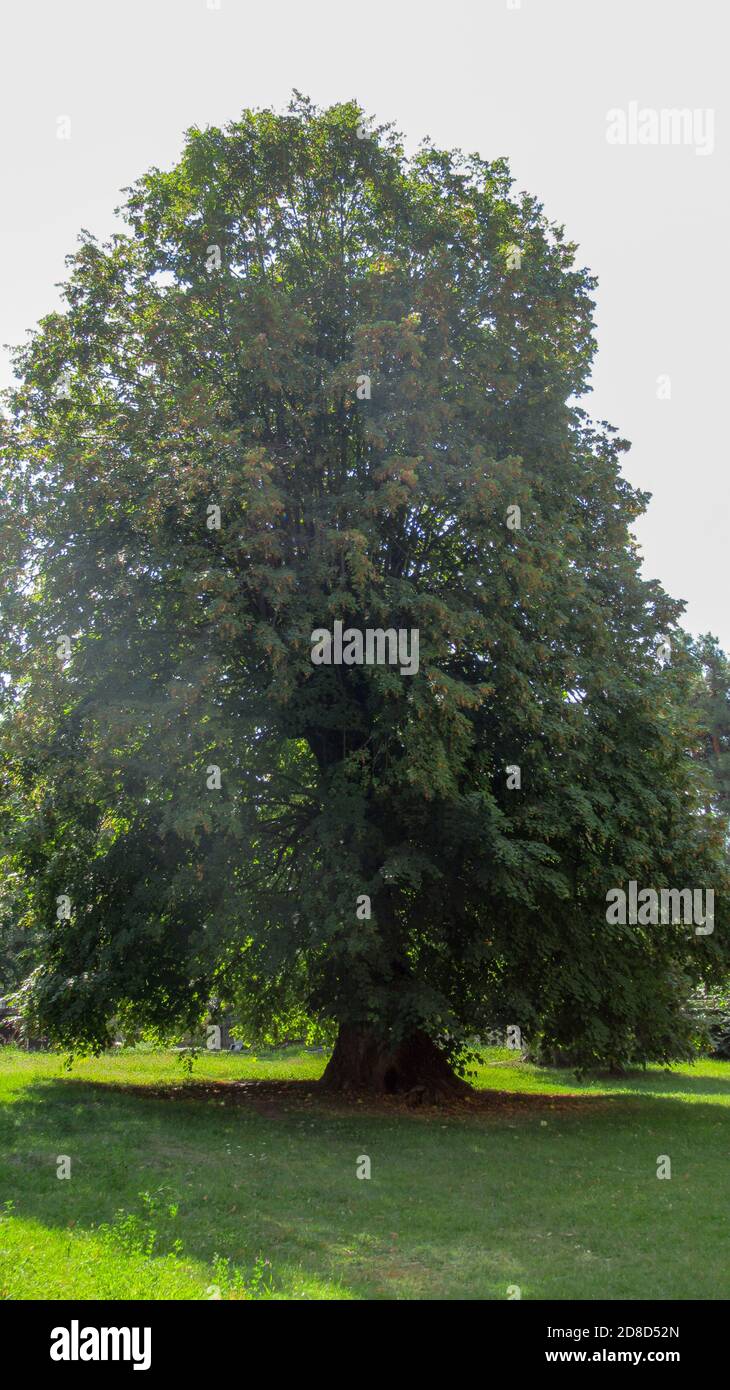 Single beautiful tree in the middle of a wild forest Stock Photo - Alamy
