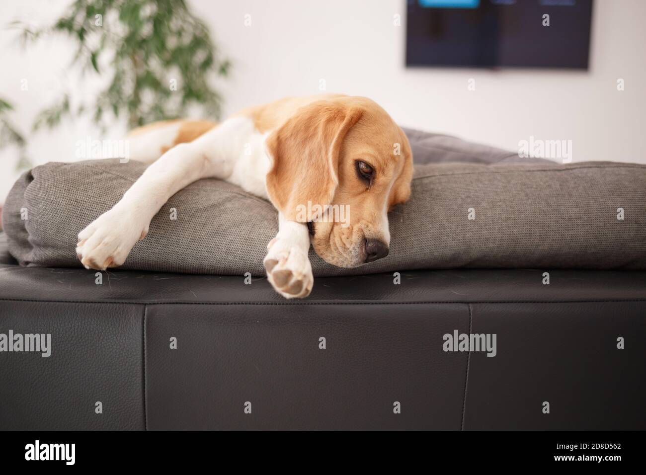 Beagle resting hi-res stock photography and images - Alamy