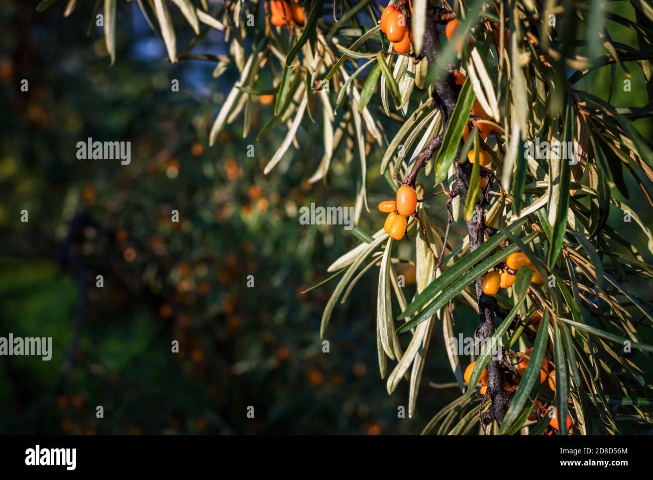 Buckthorn tree hi-res stock photography and images - Alamy