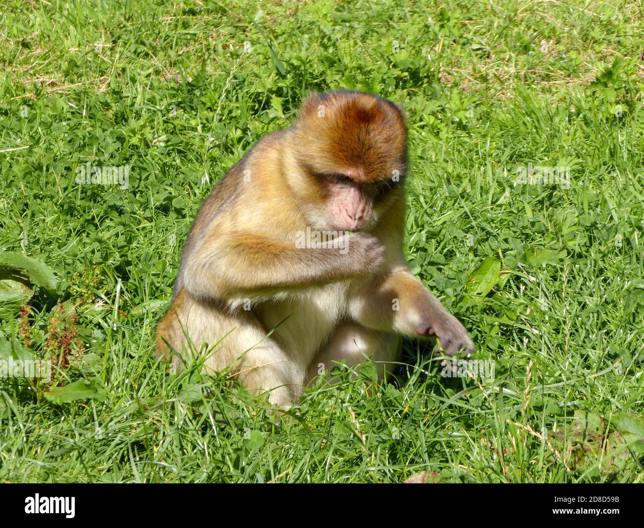 Pretty monkey hi-res stock photography and images - Alamy