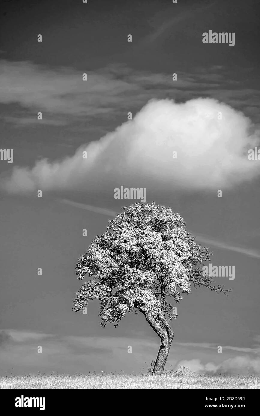 tree with cloud in an infrared photo Stock Photo - Alamy