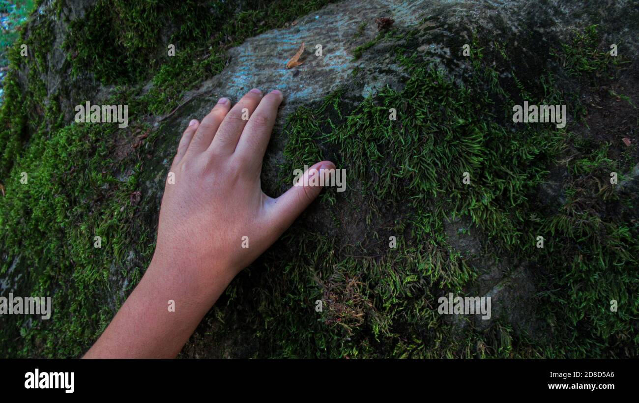 Young child hand touching river rock stone covered with green plant ...
