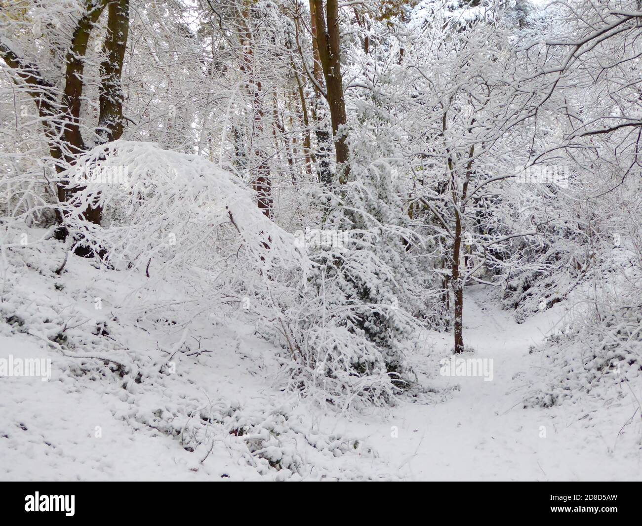 A beautiful winter snow scene in woods. tree lined pathway covered with ...