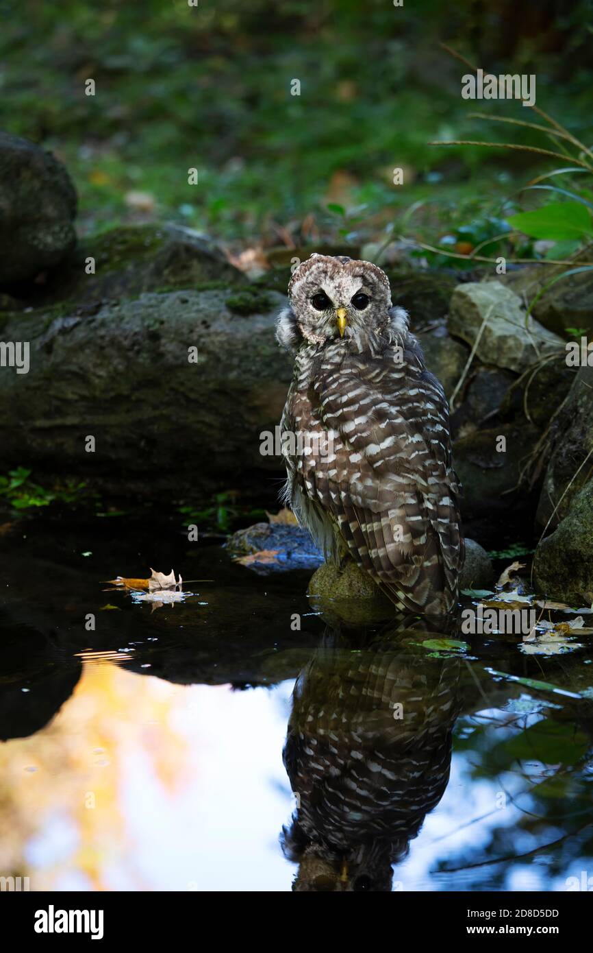 Widl life hi-res stock photography and images - Alamy