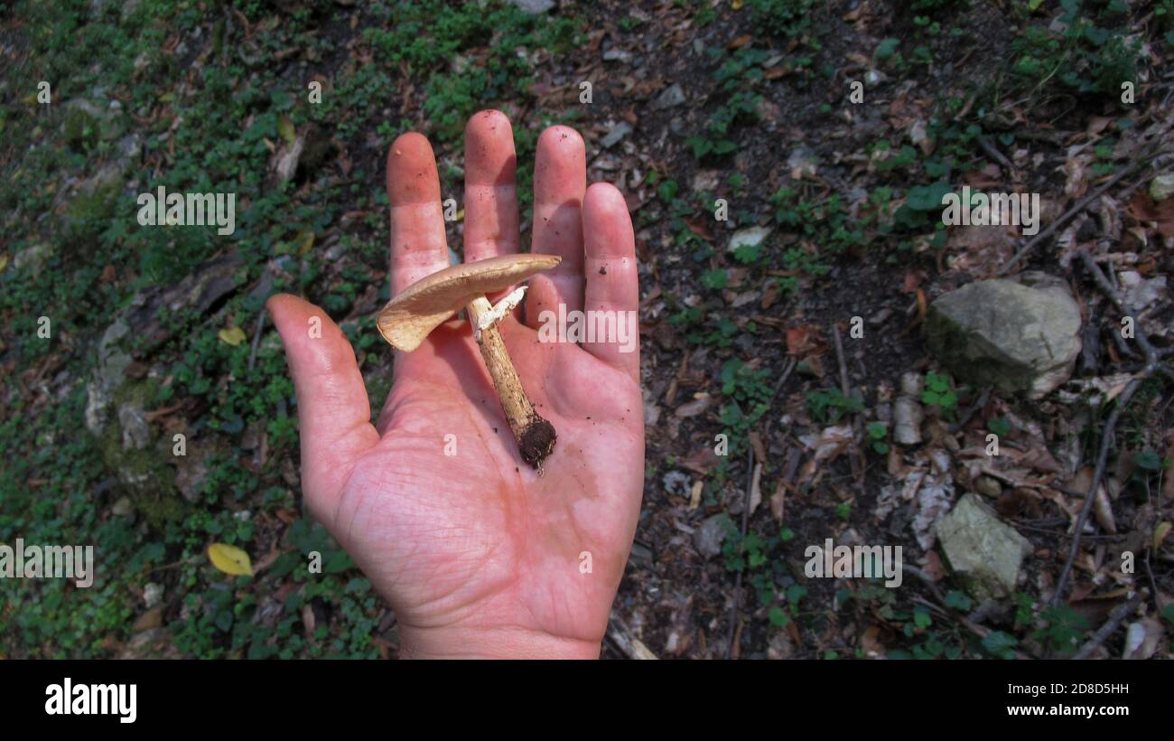 Close up of a male hand holding a single mushroom in his palm Stock ...