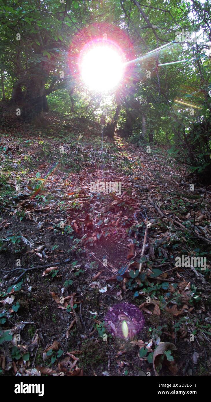 Sun lights coming from the behind of a forest trees Stock Photo - Alamy