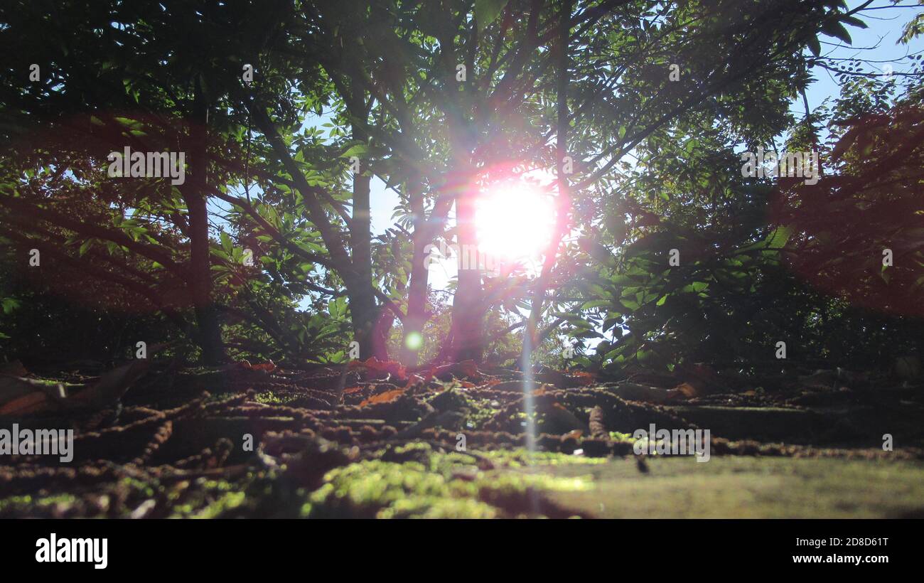 Sun light coming from the behind of trees in a caucasian forest Stock ...