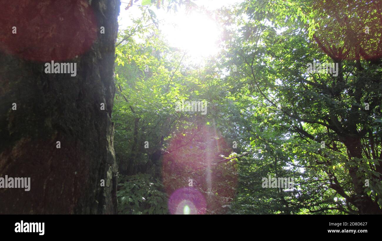 Sun light coming from the behind of trees in a caucasian forest Stock ...