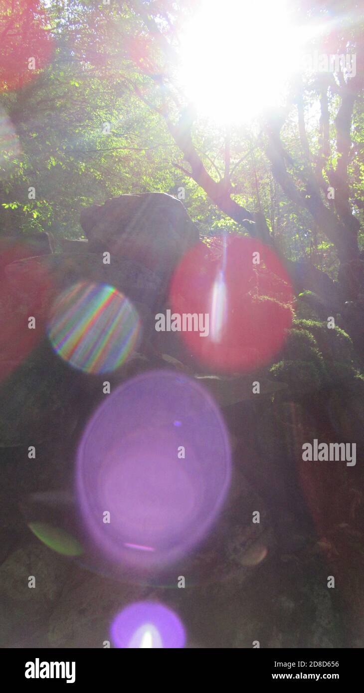 Sun light coming from the behind of trees in a caucasian forest Stock ...