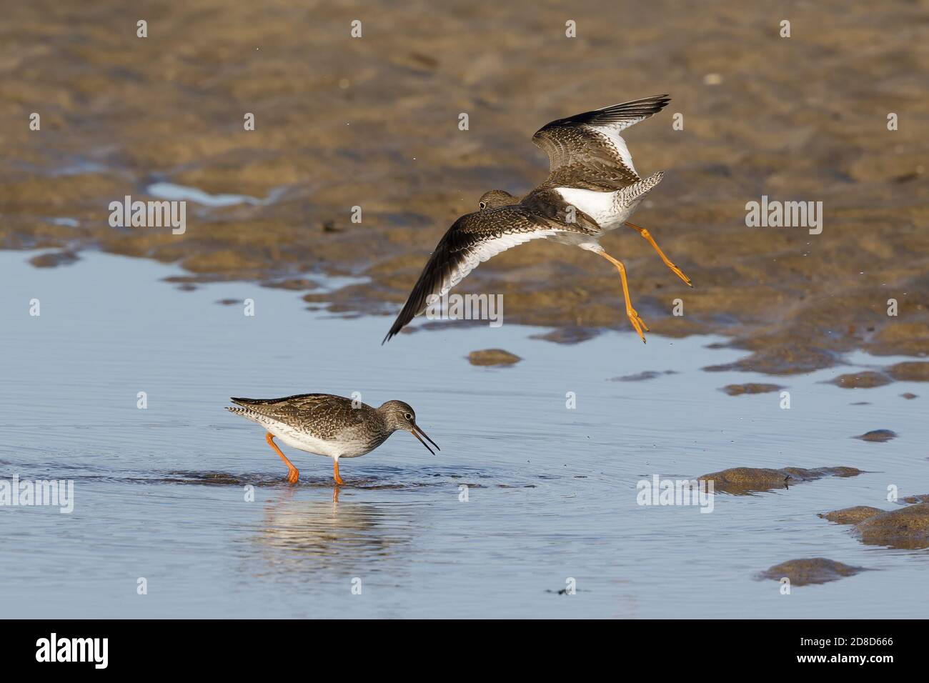 Redshanks cornwall hi-res stock photography and images - Alamy